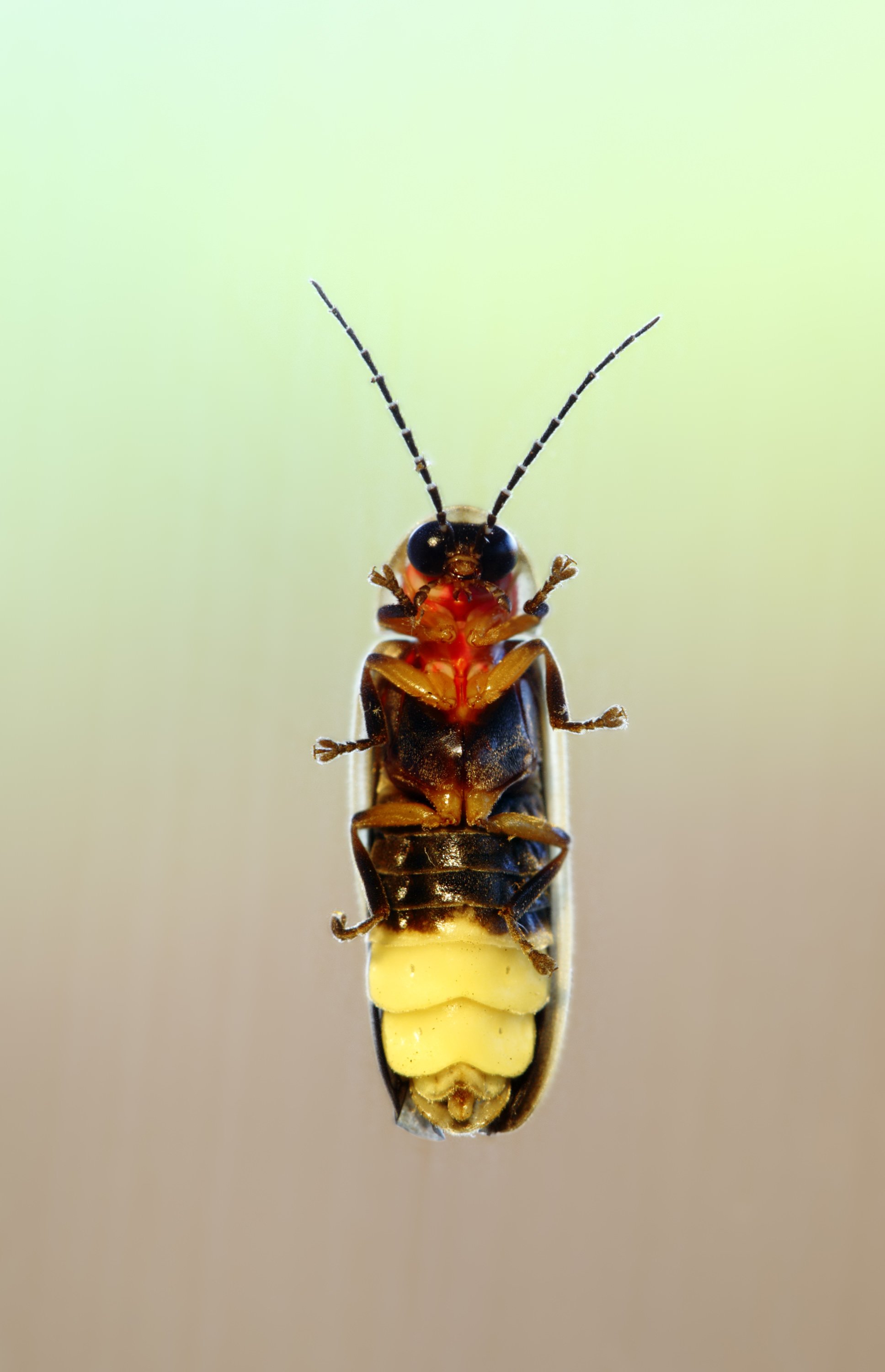 2023 Smoky Mountains Synchronous Fireflies Event