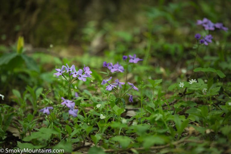 The Guide to Spring Wildflowers in the Smoky Mountains
