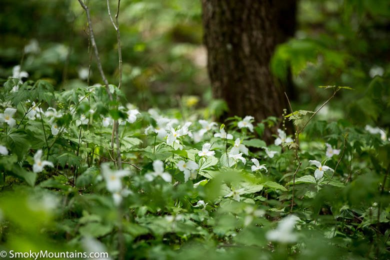 The Guide to Spring Wildflowers in the Smoky Mountains
