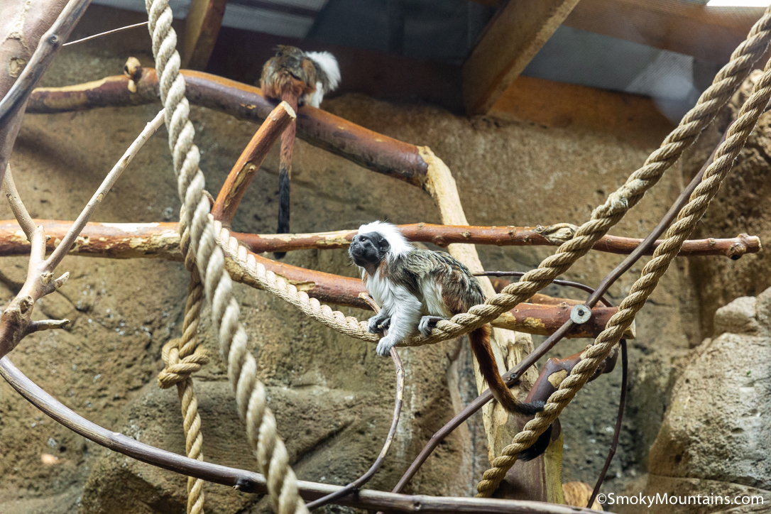 Rainforest Adventures Discovery Zoo