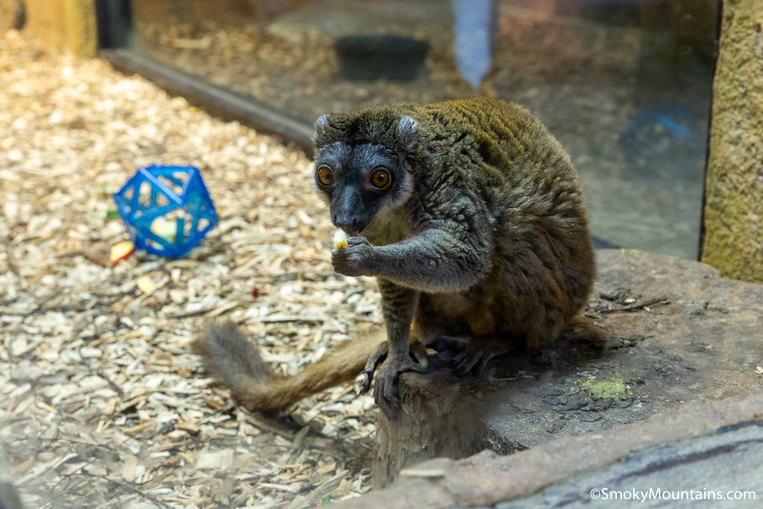 Rainforest Adventures Discovery Zoo