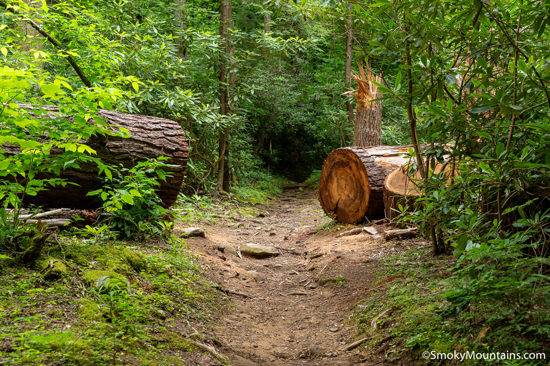 10 Facts We Bet You Didn't Know About the Great Smoky Mountains