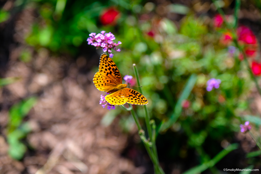 When and Where to See Wildflowers in Boone, NC