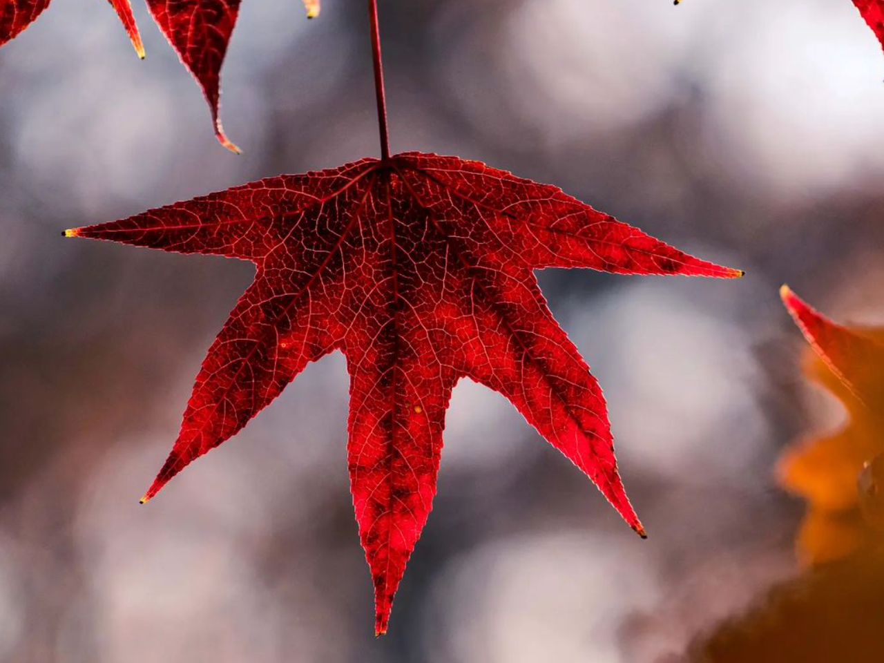 Guide: How to Take Incredible Photos in the Fall | Smoky Mountains