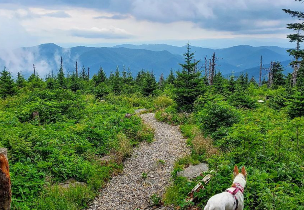 5 Reasons to Visit Mount Mitchell State Park