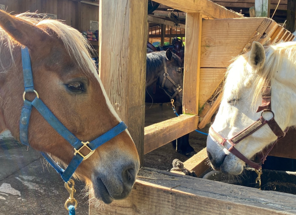 6 Outstanding Smoky Mountain Horse Riding Opportunities