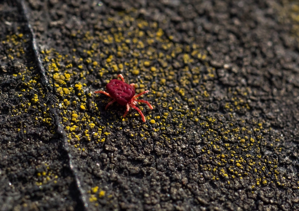 Chiggers - The Pesky Mites That Live in the Appalachia