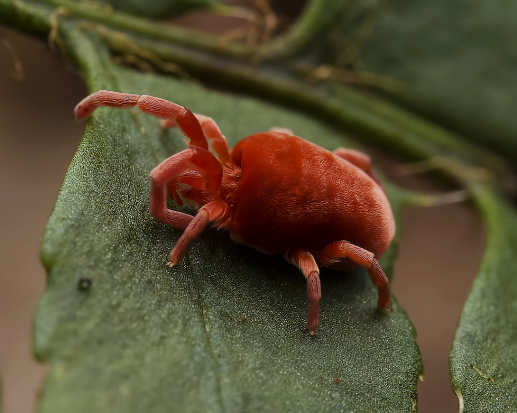 Chiggers - The Pesky Mites That Live in the Appalachia