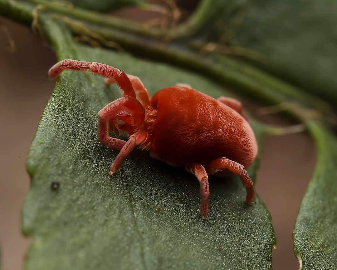 Chiggers - The Pesky Mites That Live in the Appalachia