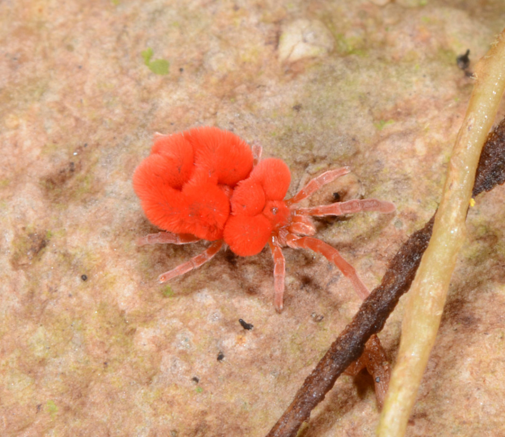 Chiggers - The Pesky Mites That Live in the Appalachia