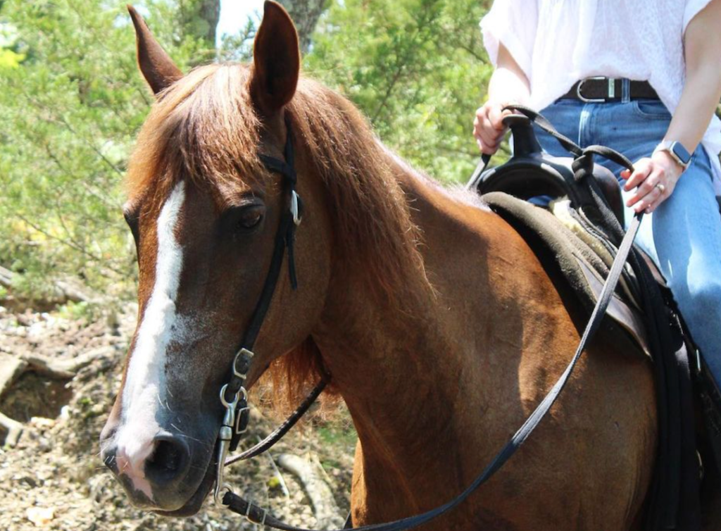 6 Outstanding Smoky Mountain Horse Riding Opportunities