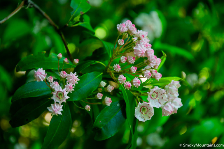 Gatlinburg, TN Events | Seasonal Festivals and Activities