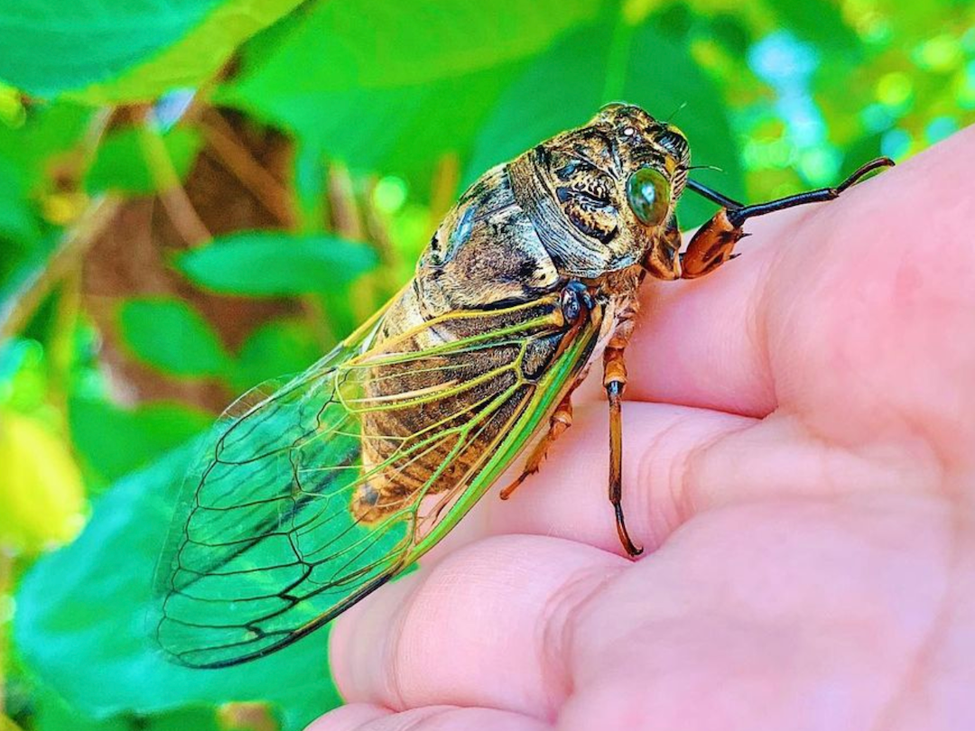 Will Cicadas Be Bothering Your Mountain Getaway: Cicada Guide