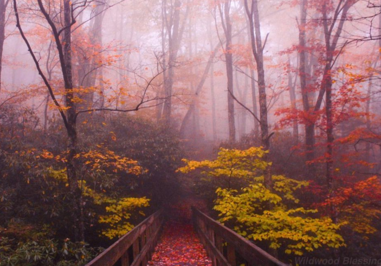 Most Stunning Scenic Drives & Hikes Near Boone